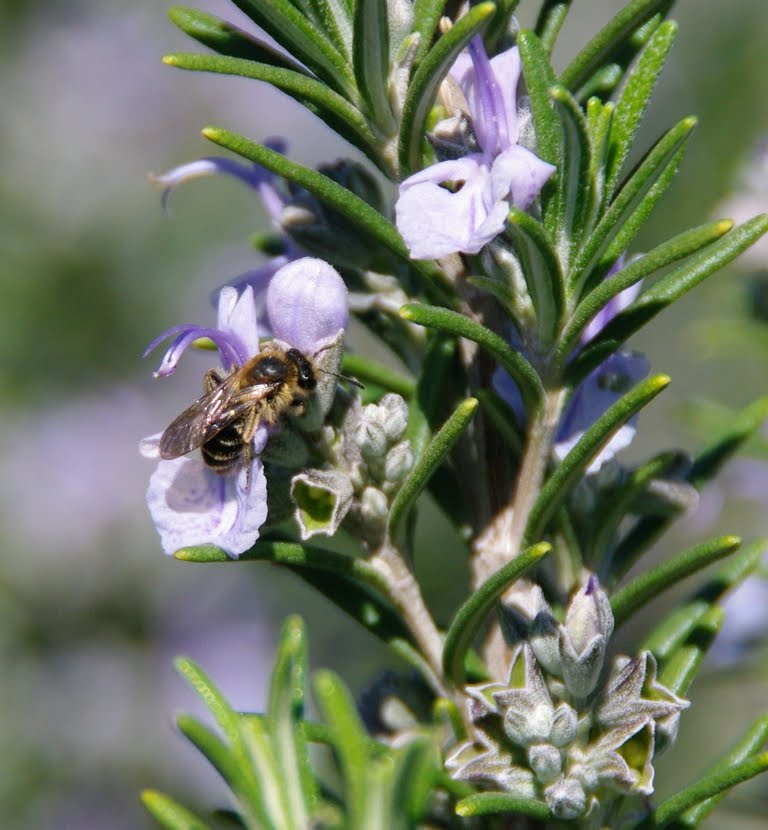 Pescalune Photo: Romarin en fleurs / Rosemary blossom